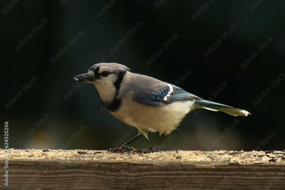 This cute little blue jay came out to the wooden railing of my deck ...