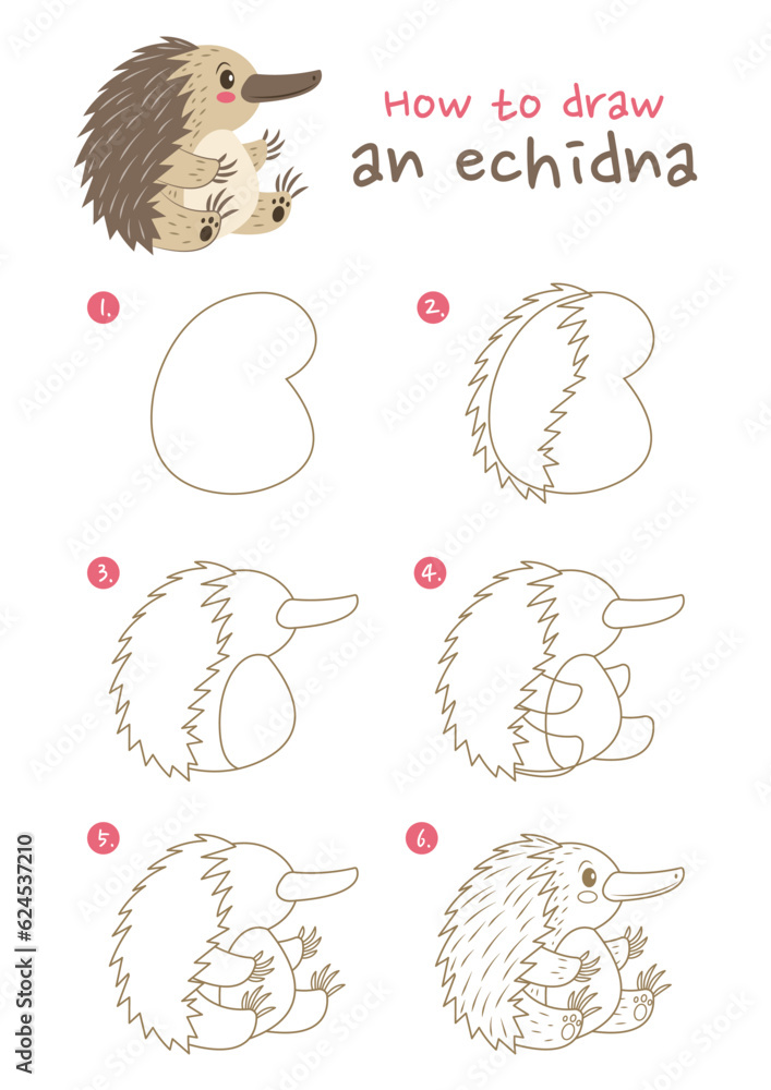 How to draw echidna vector illustration. Draw spiky anteater step by ...