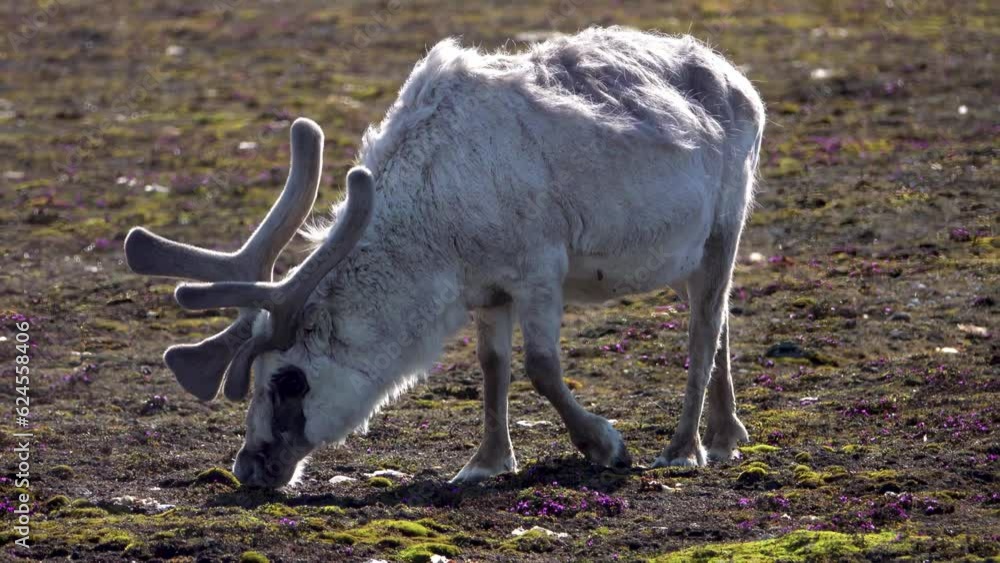 Svalbard reindeer feeding, tele shot, 2023 Svalbard reindeer wildlife ...