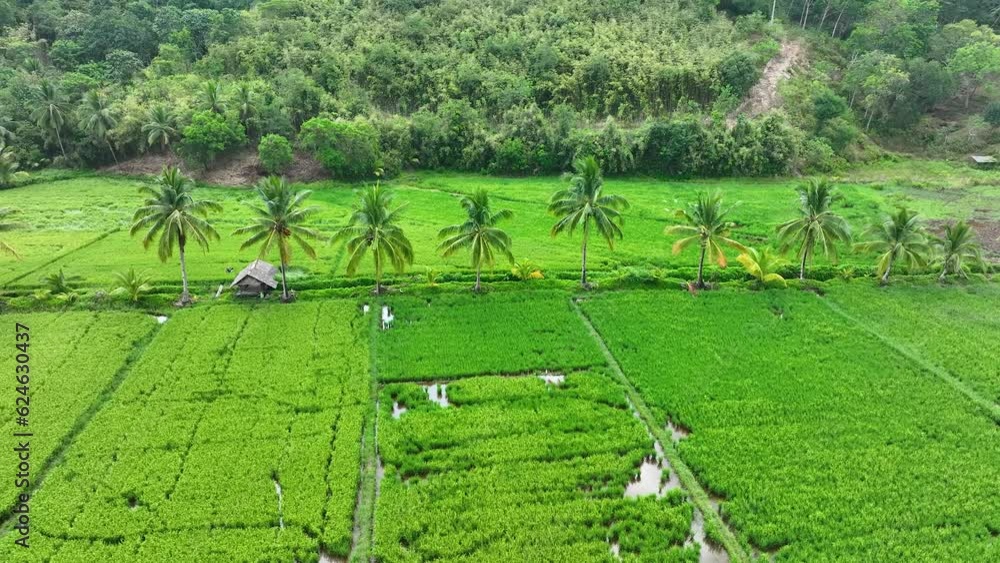 Top Down Dramatic Aerial View above tropical Rice Paddies, flooded with ...