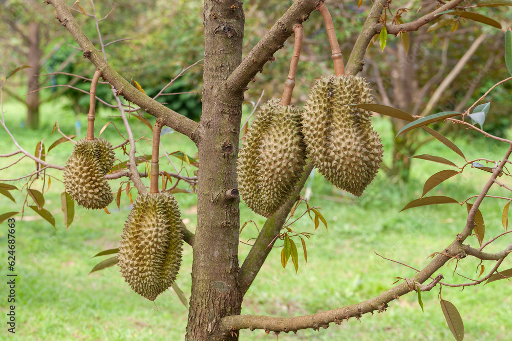 Durian tree, Fresh durian fruit on tree, Durians are the king of fruits ...