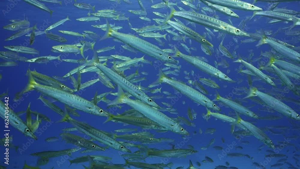 Close-up of Many Barracuda floating in water column, Slow motion ...