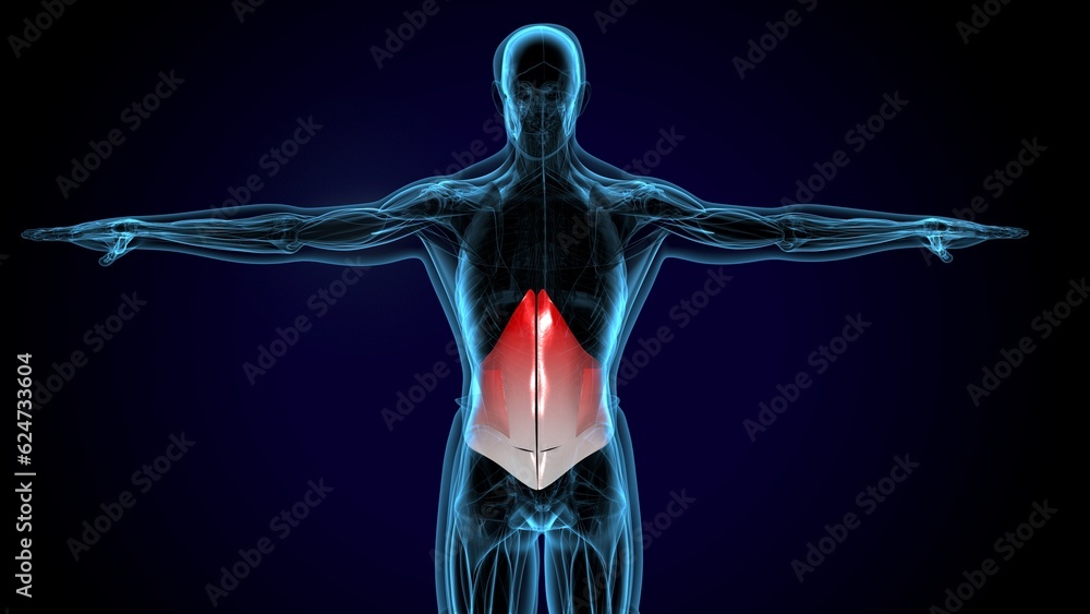 Trapezius Muscle anatomy . 3D illustration Stock Illustration | Adobe Stock