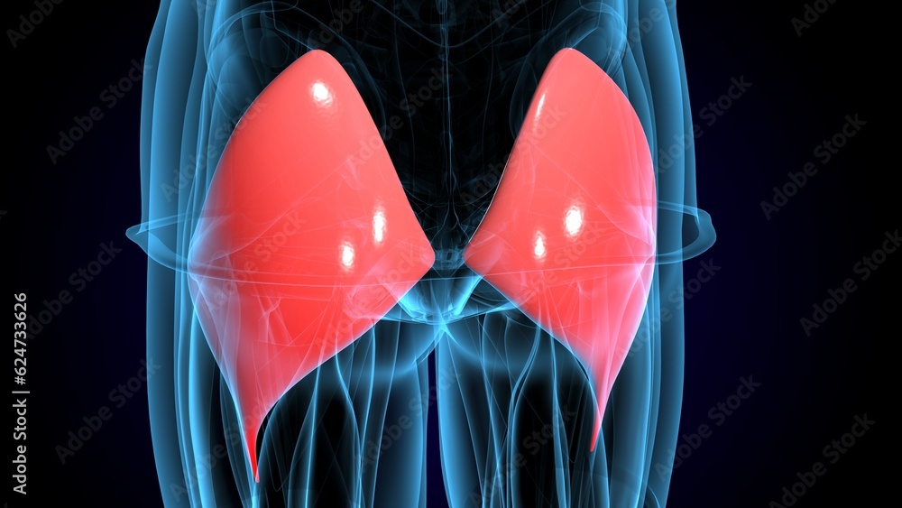 human gluteus maximus muscle anatomy system. 3d illustration Stock ...
