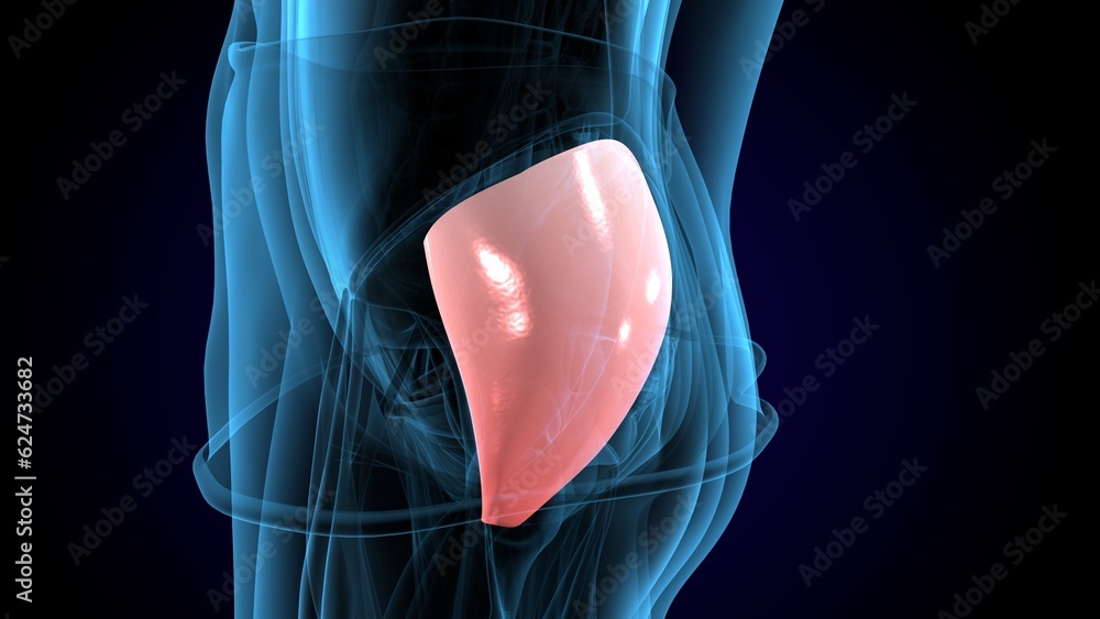 human gluteus maximus muscle anatomy system. 3d illustration Stock ...