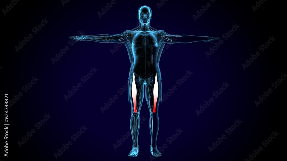 Photo & Art Print male human tibialis anterior muscle anatomy system, PIC4U