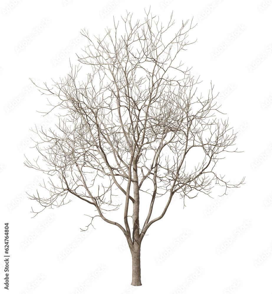 Dry tree without leafs cut-out backgrounds 3d illustrations png Stock ...