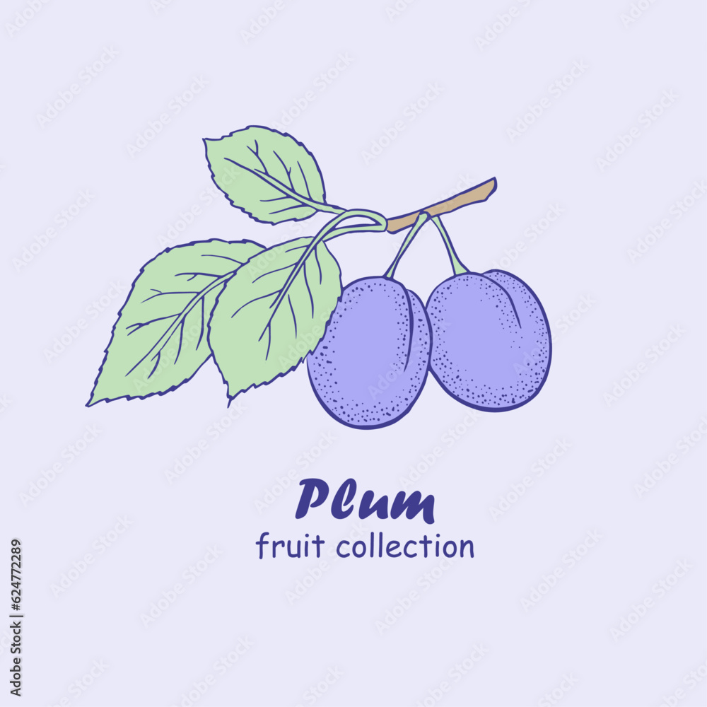 Plum, fruits , logo, plum branch , plums , doodle ,line art, sketch ...