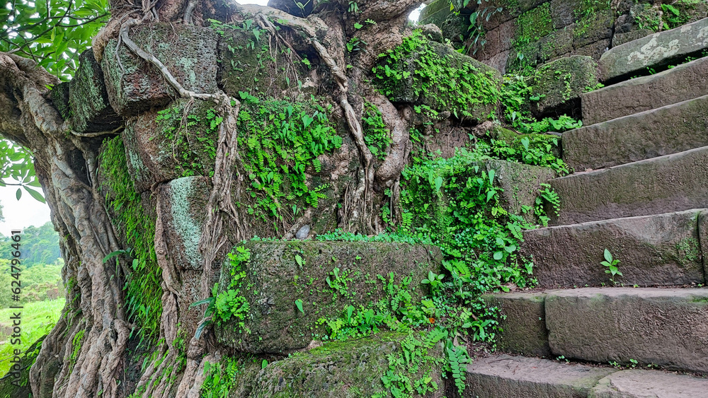 The green fern, grass and the root of big tree grown on the ancient ...