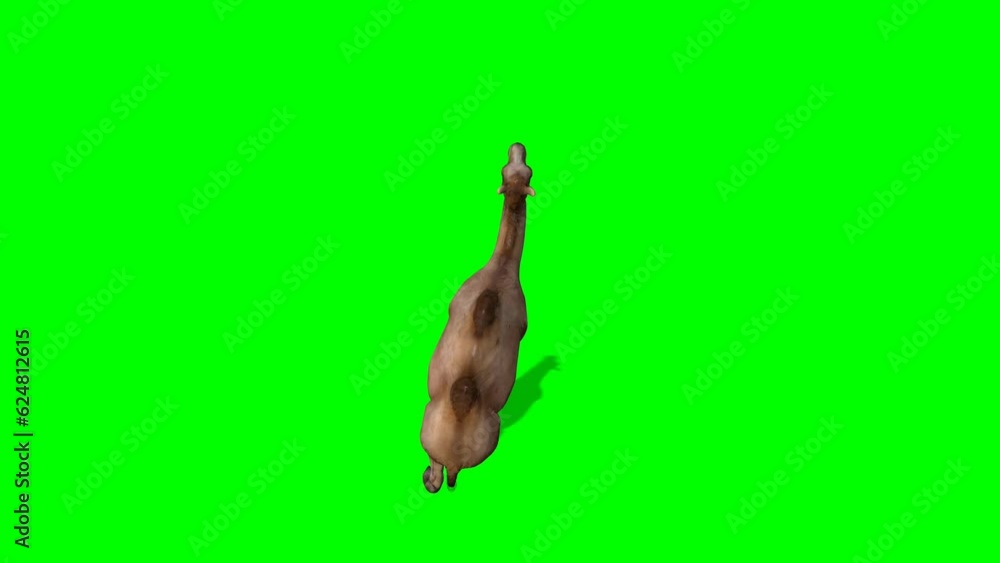 Camel chroma key, Top view of Camel walking and running green screen ...