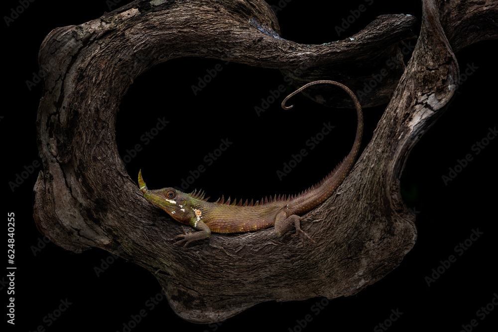 Pinocchio Lizard or Anolis proboscis, commonly known as the Horned ...