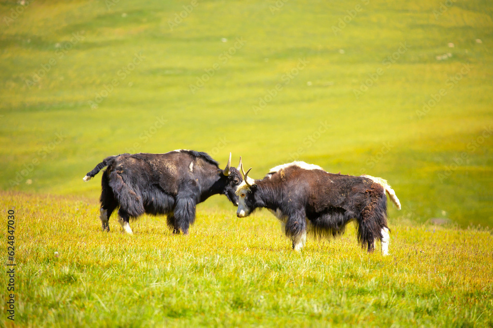 A herd of yaks graze in the mountains. Himalayan big yak in a beautiful ...
