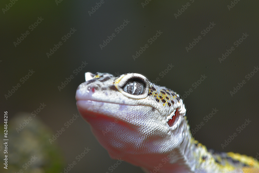 Close up of the leopard gecko or common leopard gecko, Eublepharis ...