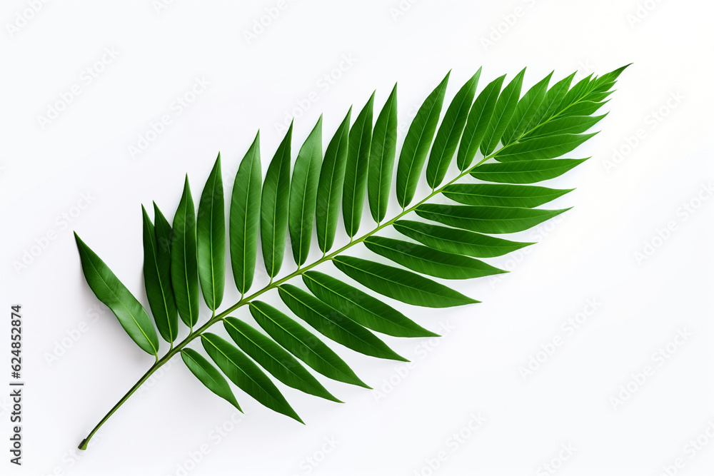 Green leaves of nipa palm or mangrove palm( Nypa fruticans) tropical ...