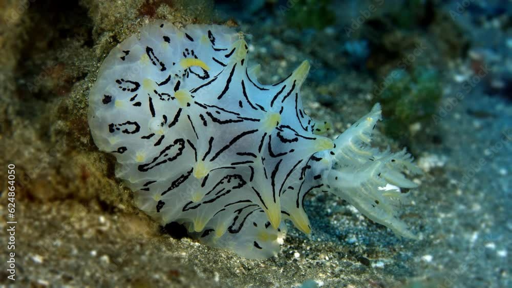 Halgerda okinawa, nudibranch vs sea slug, Raja Ampat, Indonesia ...