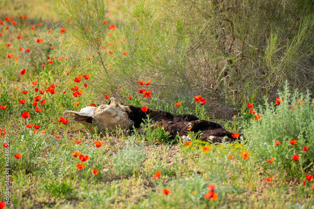 Loss of cattle. A dead rotting cow lies in the meadow. Pestilence in ...