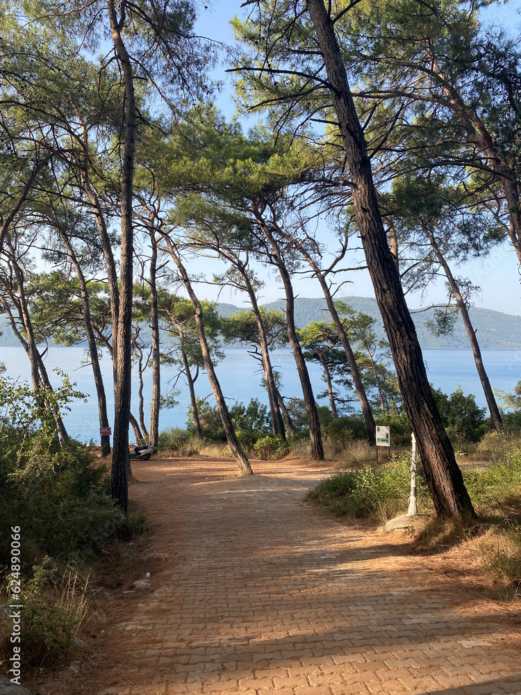 sea tree and nature view from Türkiye mugla akyaka forest camp and tiny ...