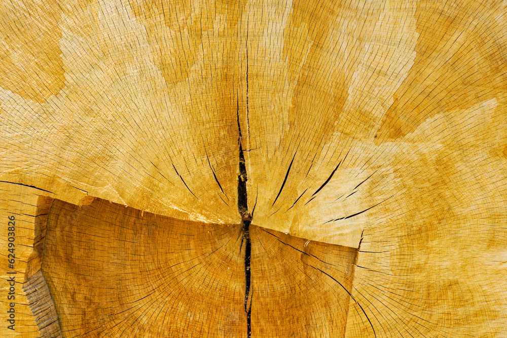 Old thick wooden oak trunk cut surface with growth rings texture and ...