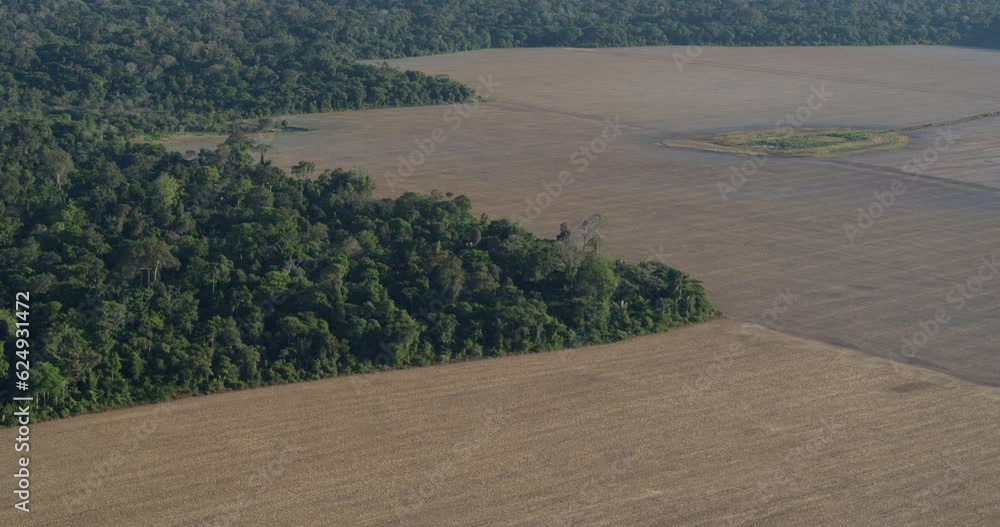Deforestation to Soybean farm: Livestock Feed Production on Former ...