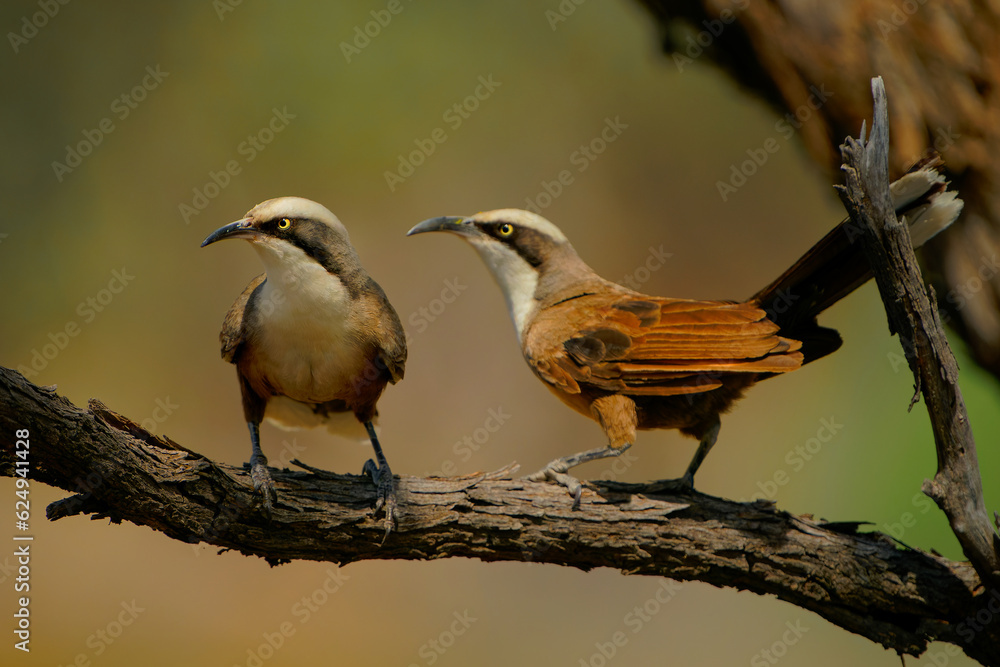 Grey-crowned Babbler - Pomatostomus temporalis, pair of bird in ...