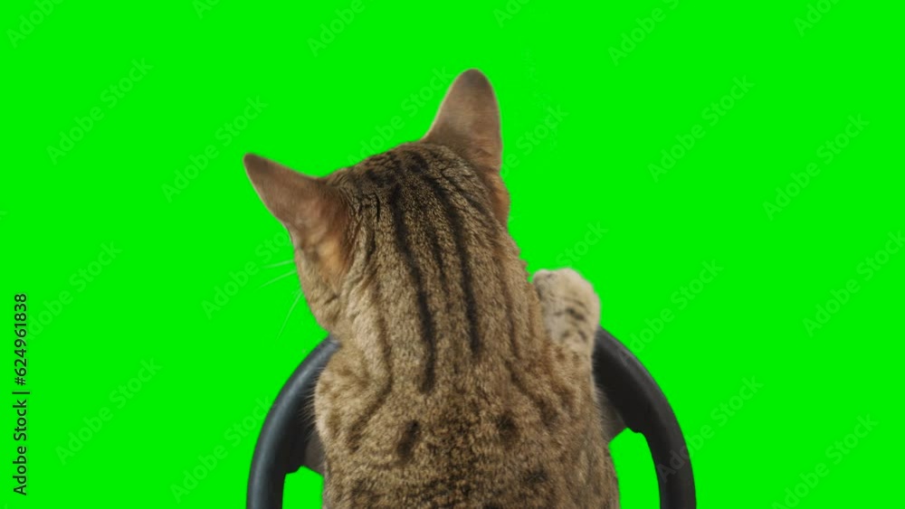 Cat sitting behind a steering wheel facing backward on green screen ...