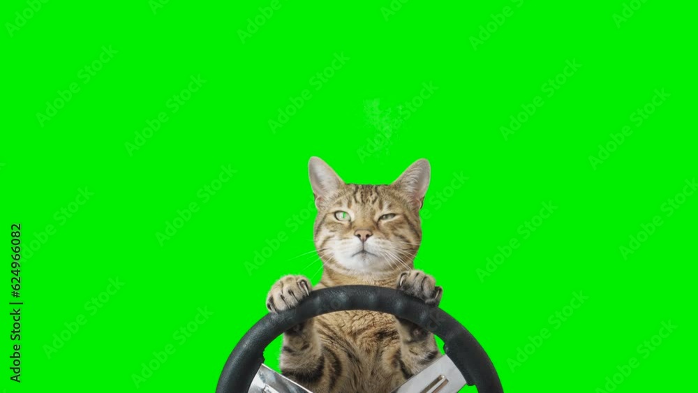 Cat sitting behind a steering wheel facing forward on green screen ...