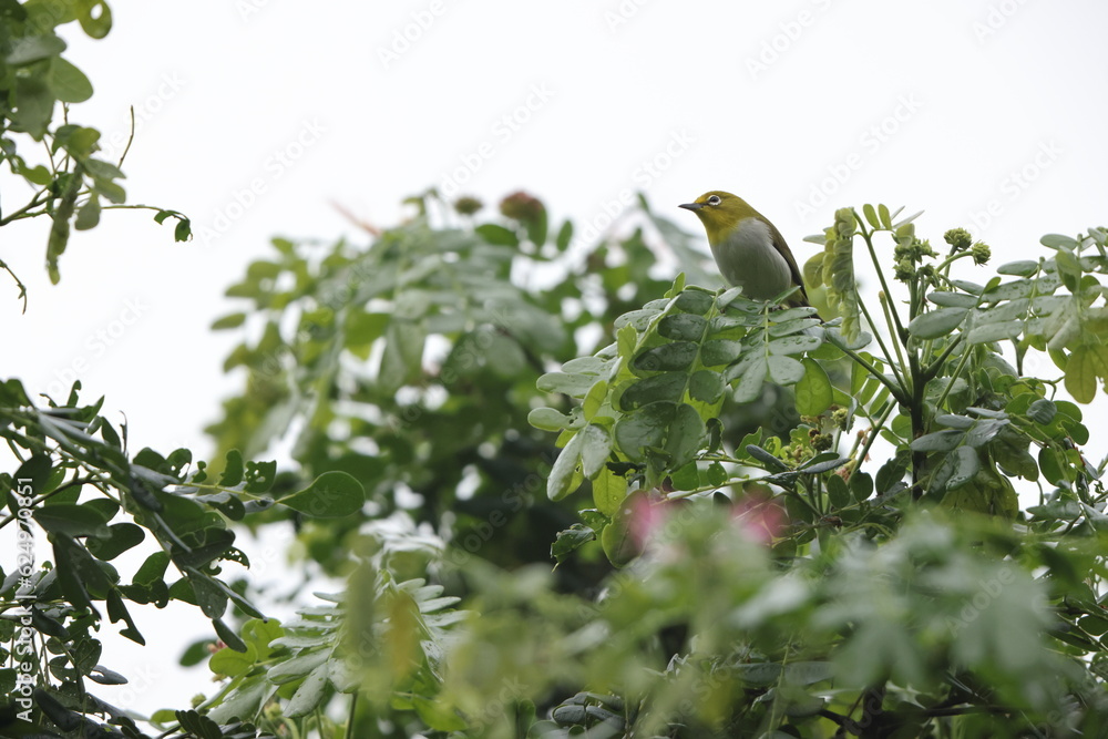 The lowland white-eye (Zosterops meyeni) is a species of bird in the ...