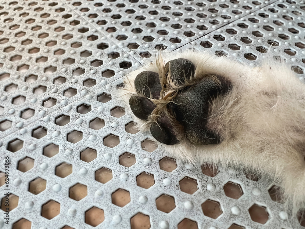 Rough thickness and dry skin texture on dog paw.The Nasodigital ...