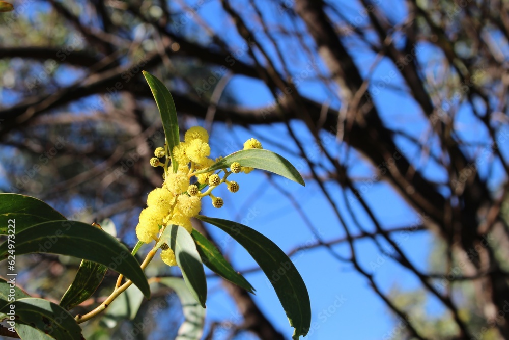 Stem of Golden Wattle (Acacia pycnantha) in flower, Australian native ...