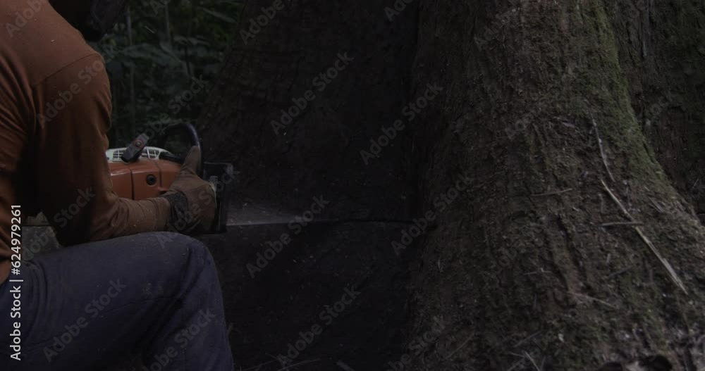 Amazon Rainforest Logger takes Chainsaw to Tree Stock Video | Adobe Stock