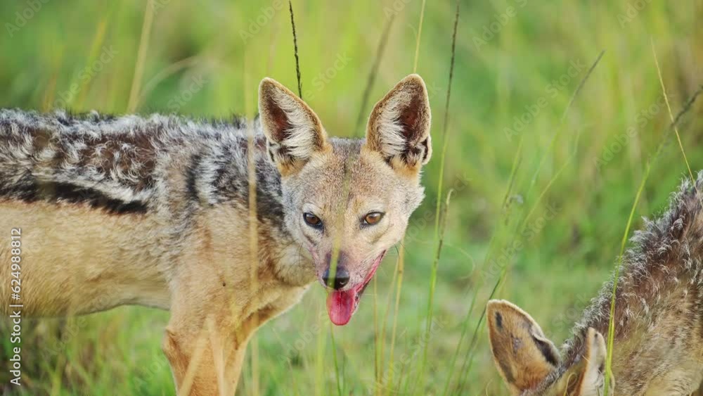 Close up portrait of Jackal with bloody mouth, feeding, panting after ...