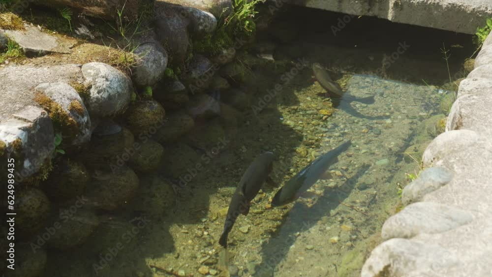 Karp Fish Seen In Narrow Waterway With Clean Flowing Water Beside Empty ...