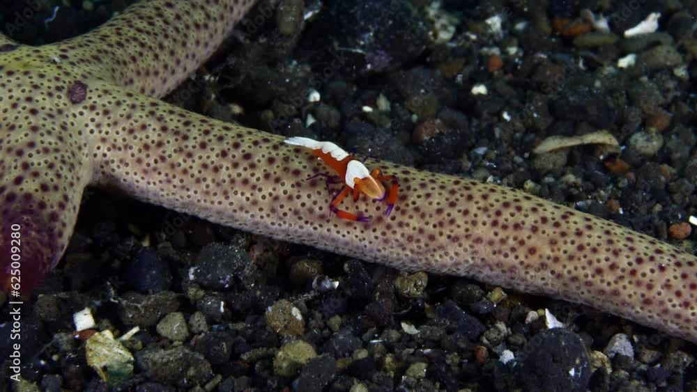 An Emperor Shrimp - Zenopontonia rex living on a starfish hunts for ...