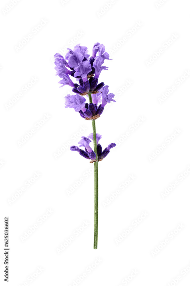 Lavender flower isolated on transparent background. A single twig of ...