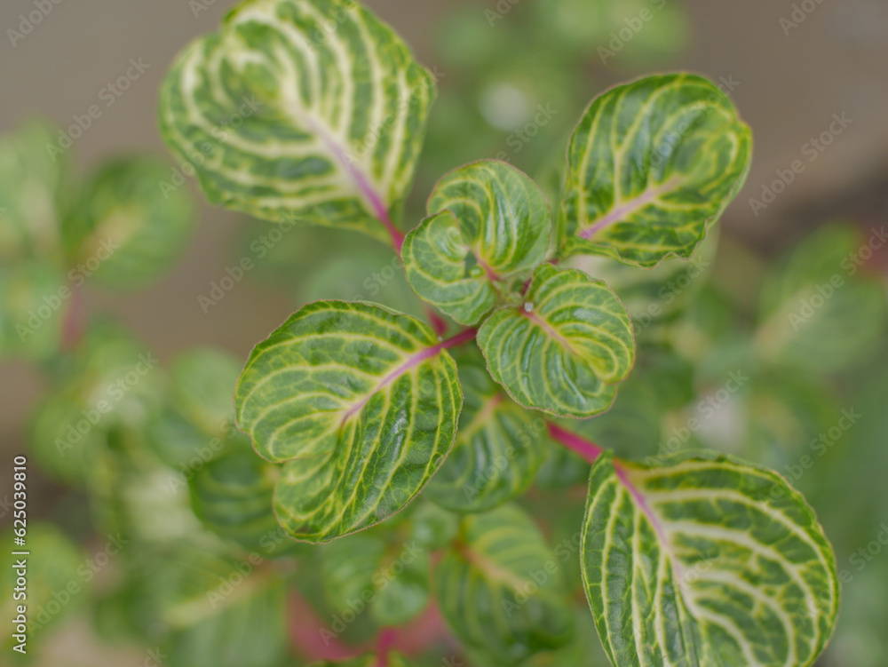 iresine herbstii (also known Iresine herbstii, Herbst's bloodleaf ...
