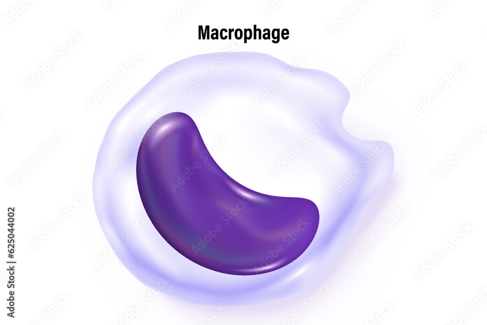 Macrophage vector. Type of white blood cell. Blood cell types ...
