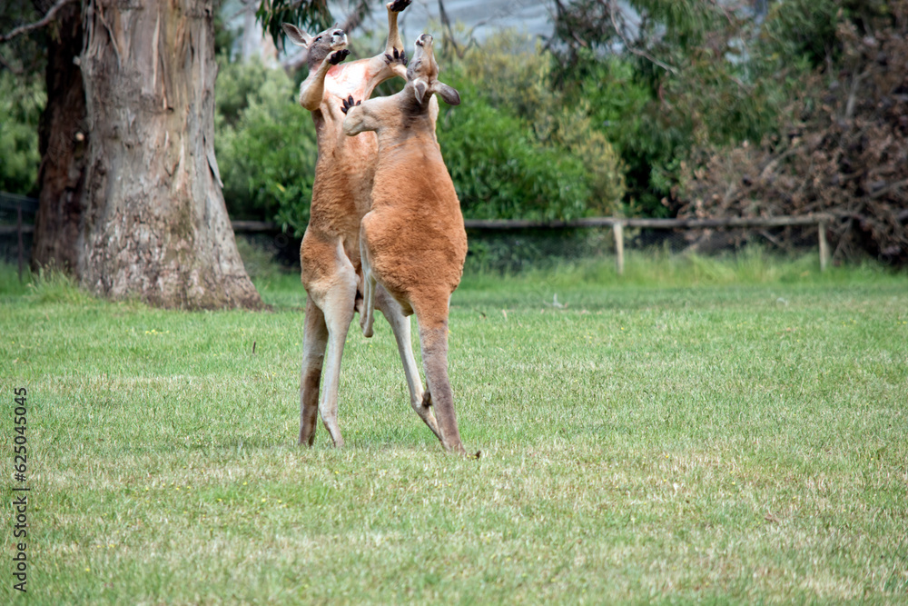 the male red kangaroos body is a shade of red fur his head is grey with ...