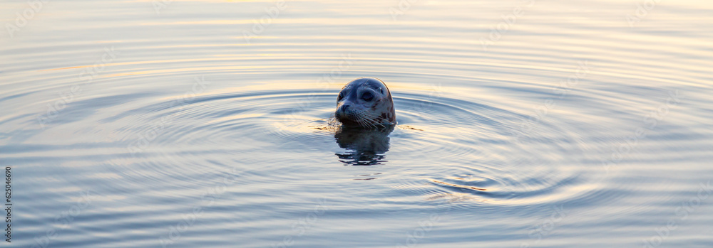 Seal pocking his head out of the water to look. Stock Photo | Adobe Stock