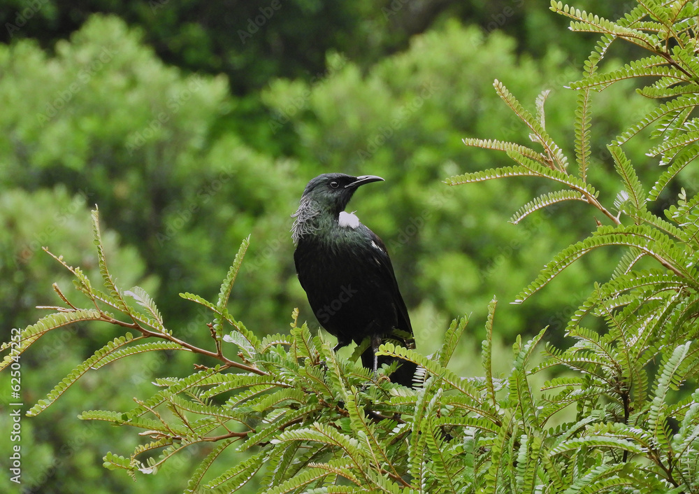 New Zealands native Tui bird sitting in a tree Stock Photo | Adobe Stock