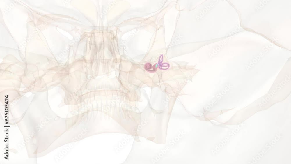 The vestibular receptors lie in the inner ear next to the auditory ...