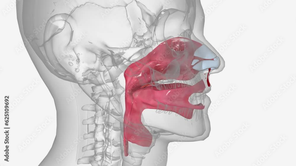 Epistaxis (also called a nosebleed) refers to a minor bleeding from the blood vessels of the ...