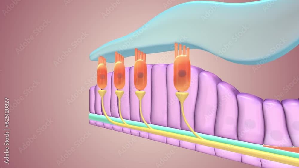 Hair cells, the primary sensory cells in the inner ear, transmit mechanical impulses evoked by ...