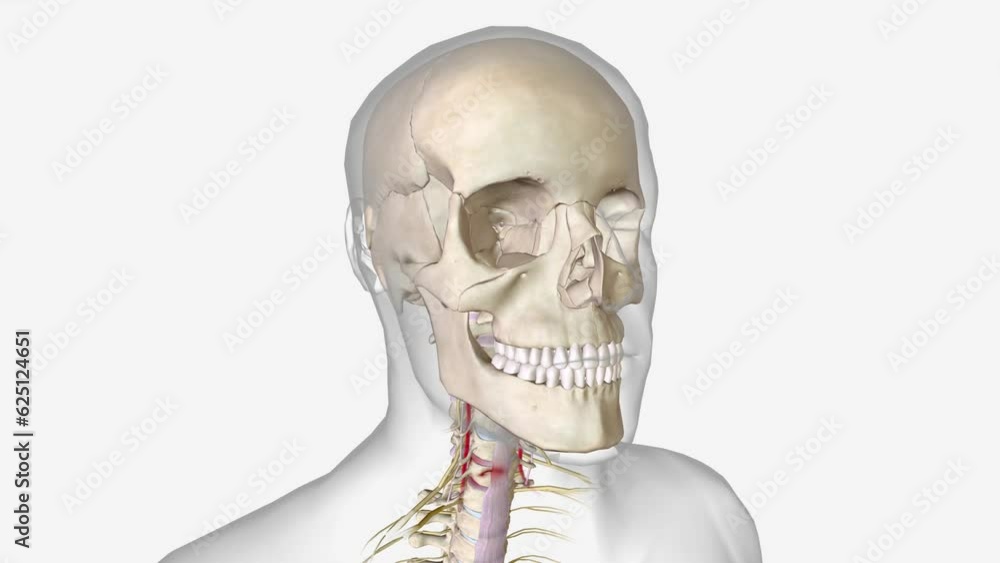 Subaxial Cervical Vertebral Body Fractures are a subset of cervical ...