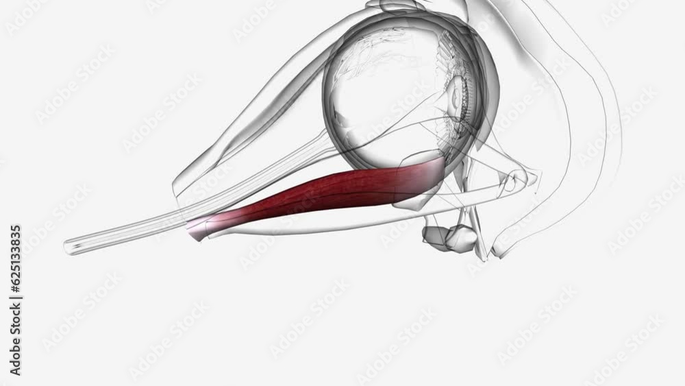 The medial rectus is an adductor, and functions along with the lateral ...