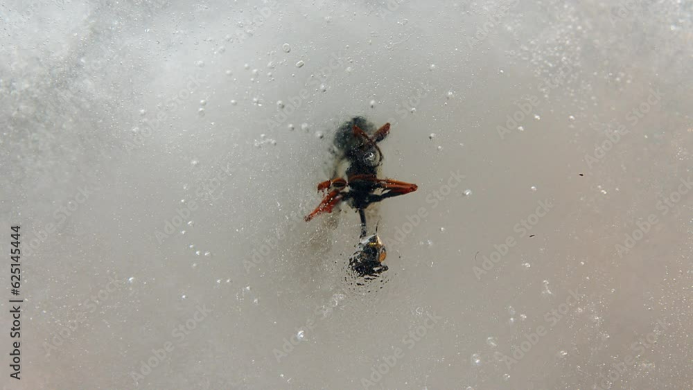 An ancient insect is thawed from ice. Insects of the Ice Age. Insect ...