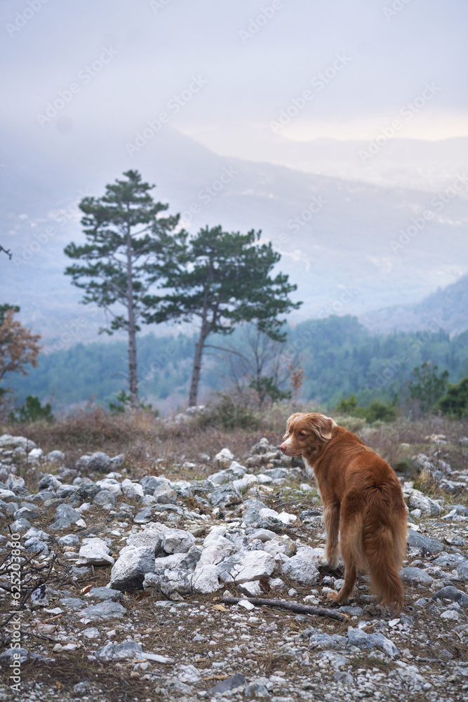 Red dog in a foggy mystical forest. Nova Scotia duck tolling retriever ...