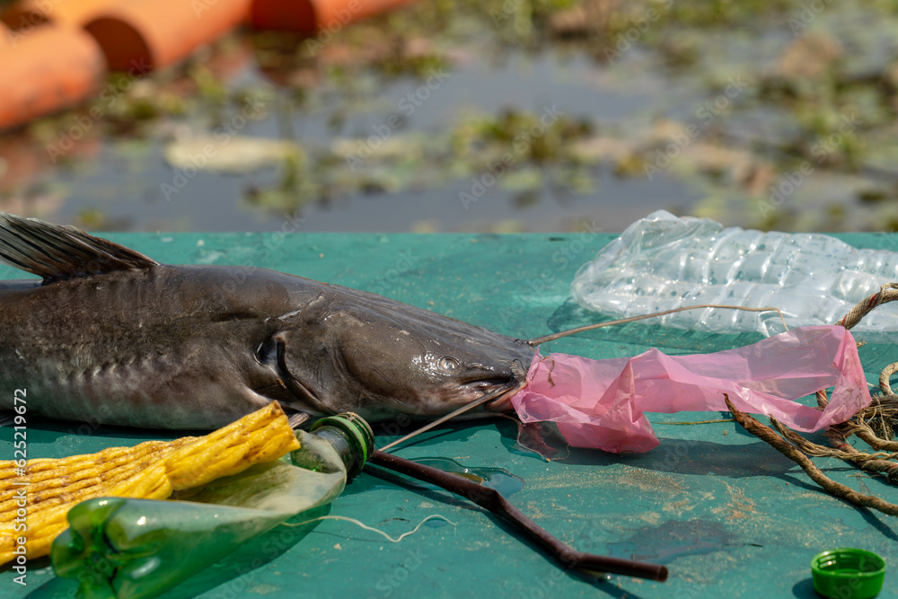 garbage in a dead fish mouth visual representation of the devastating ...
