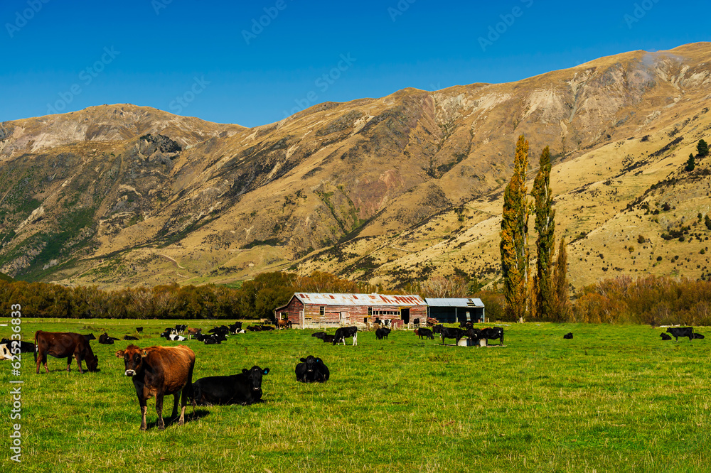 Grazing cows in New Zealand Dairy Farm with mountain background Stock ...