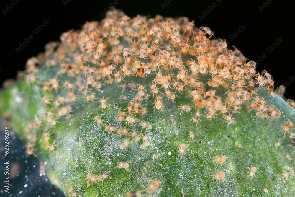 Tetranychus urticae (red spider mite or two-spotted spider mite) is a ...