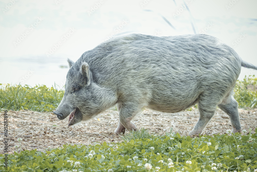 A grey female adult pig walks on the ground and waves its tail with an ...